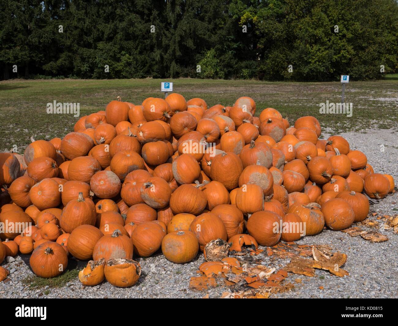 Collection of pumpkins after harvesting Stock Photo - Alamy