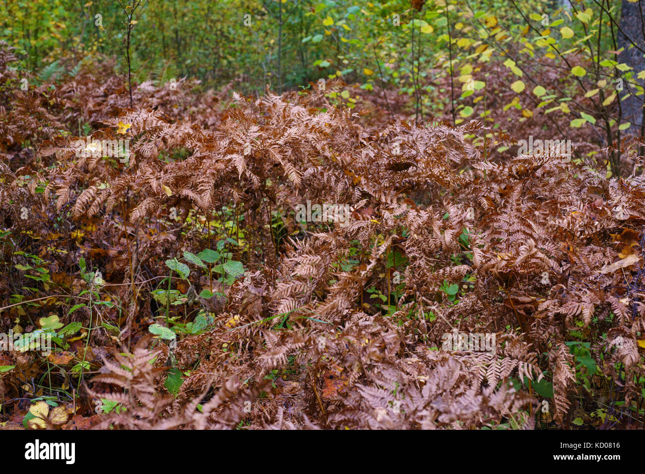 Withered fern in autumn colours Stock Photo - Alamy