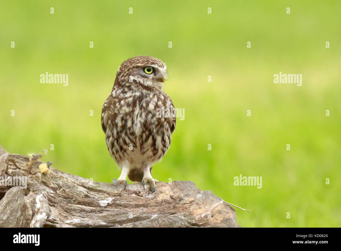 Alone resting bird hi-res stock photography and images - Alamy