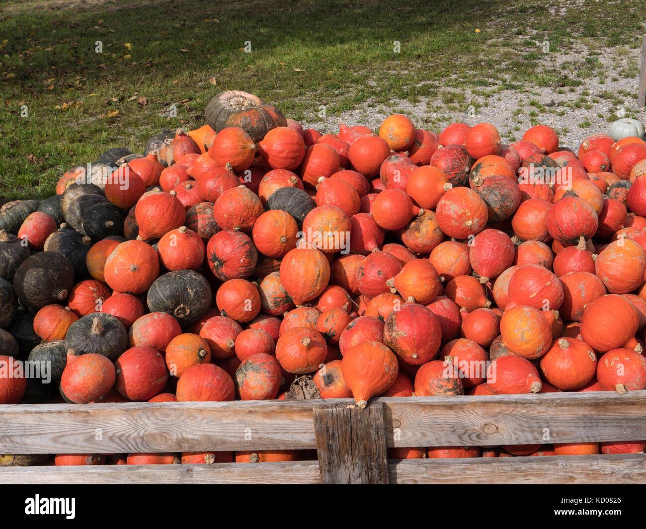 Collection of pumpkins hi-res stock photography and images - Alamy