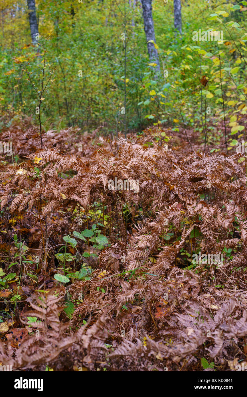 Withered fern in autumn colours Stock Photo - Alamy