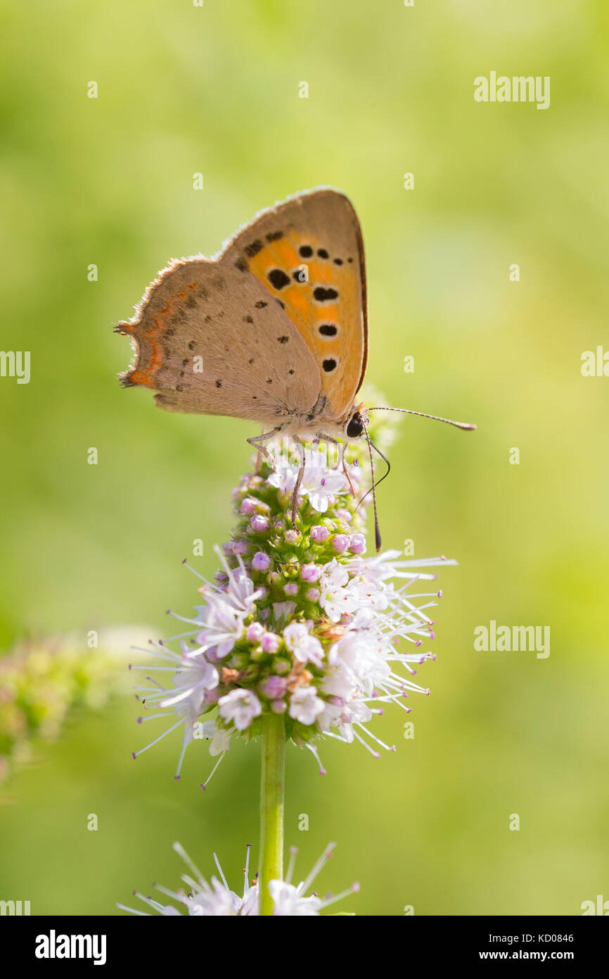 Small orange butterfly hi-res stock photography and images - Alamy