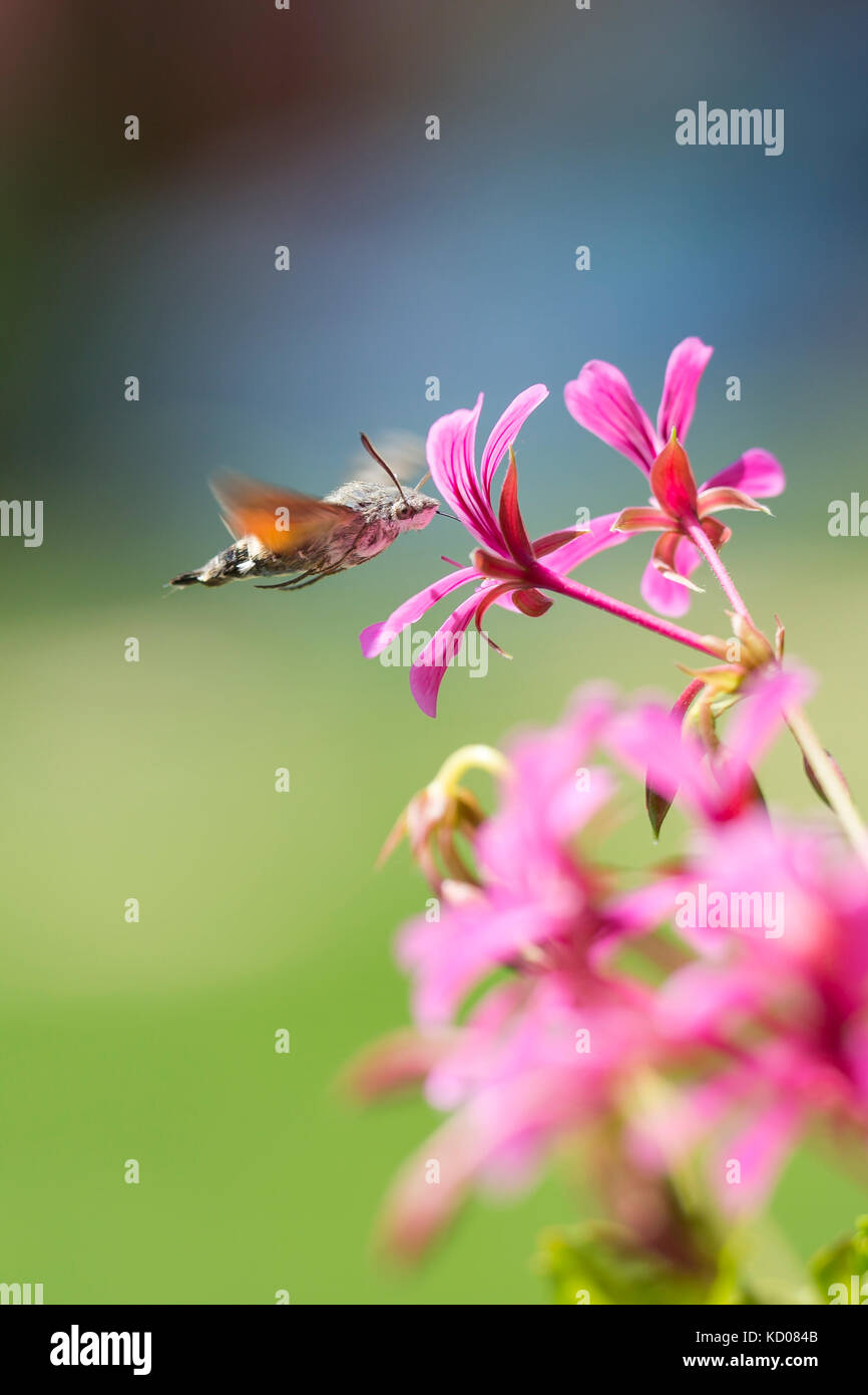 Side view of a hummingbird hawk-moth (Macroglossum stellatarum) feeding ...