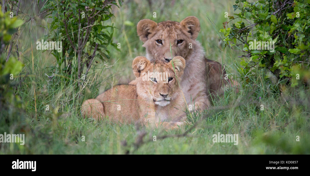 two lion cubs on the edge of undergrowth, wide format, Mara Naboisho ...