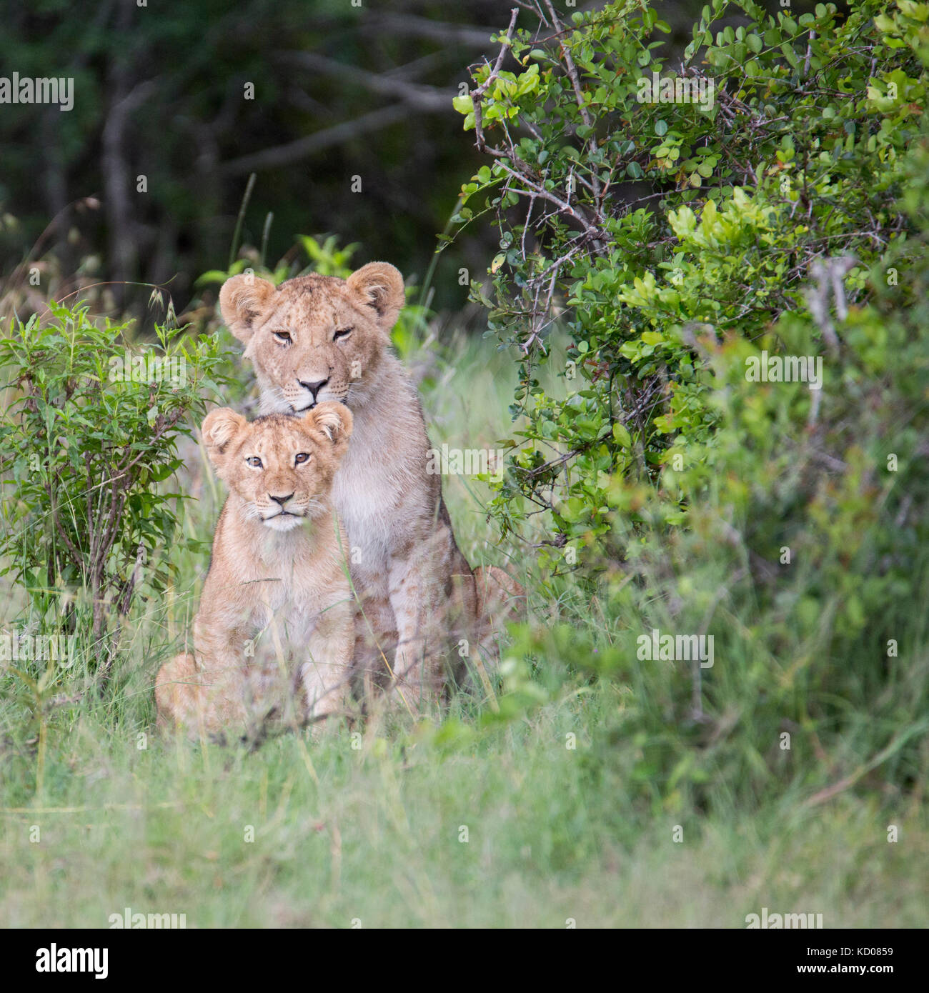 two lion cubs on the edge of undergrowth, square format, Mara Naboisho ...