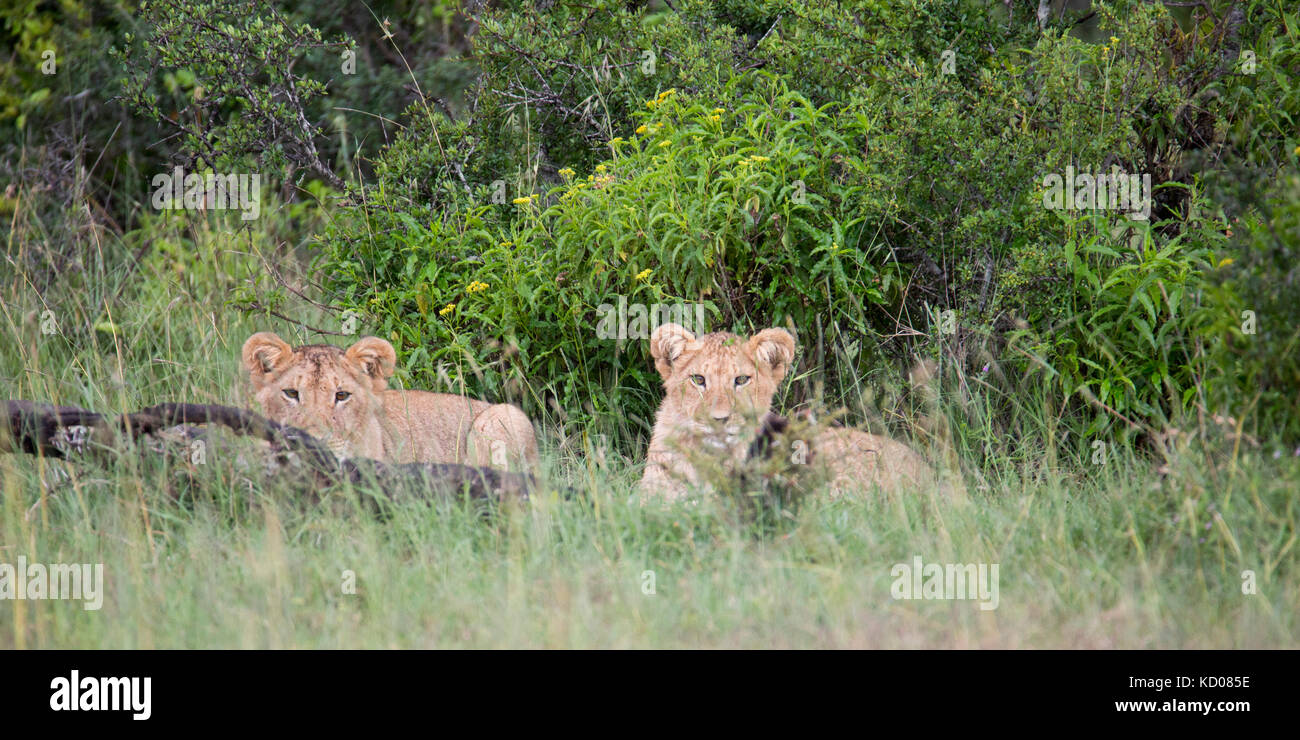 two lion cubs on the edge of undergrowth, wide format, Mara Naboisho ...