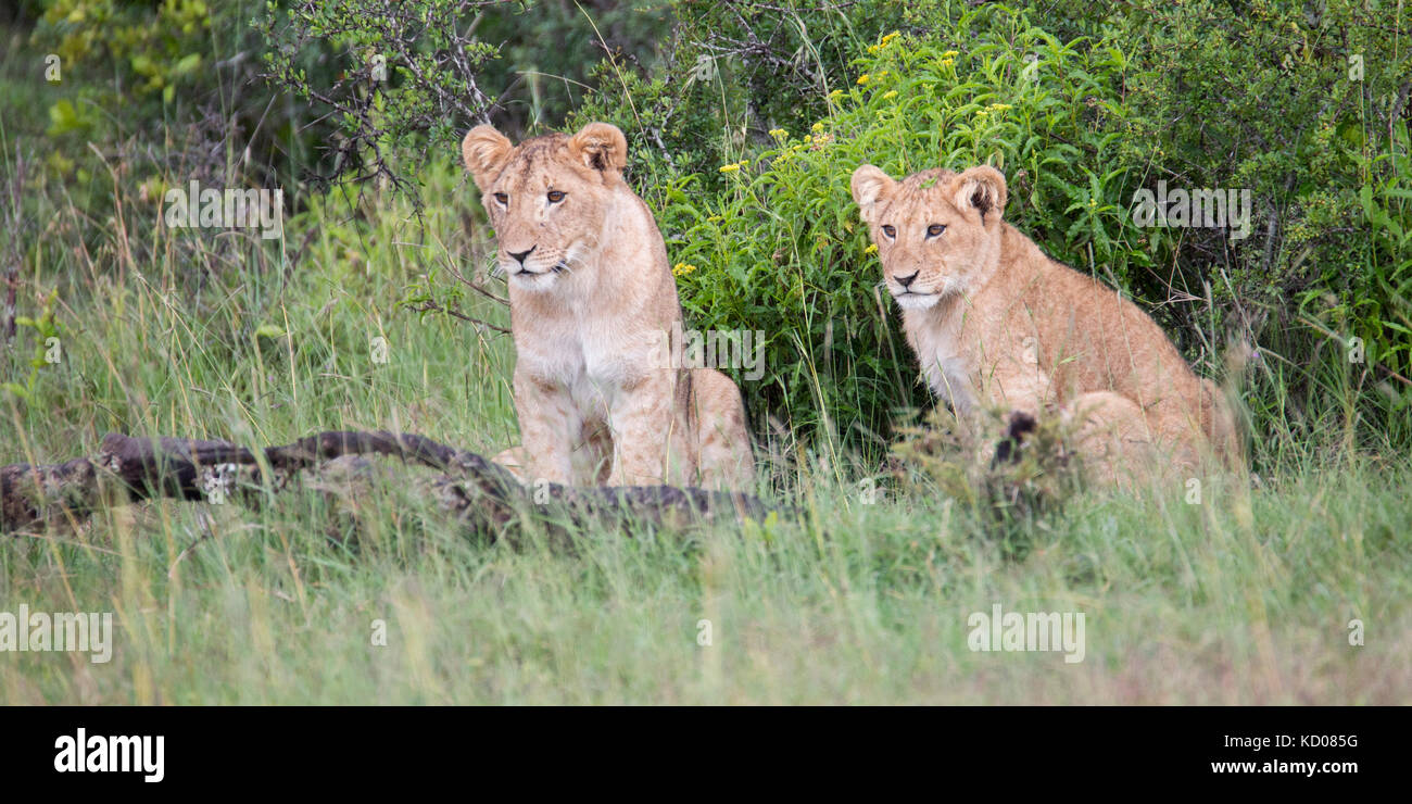 two lion cubs on the edge of undergrowth, wide format, Mara Naboisho ...