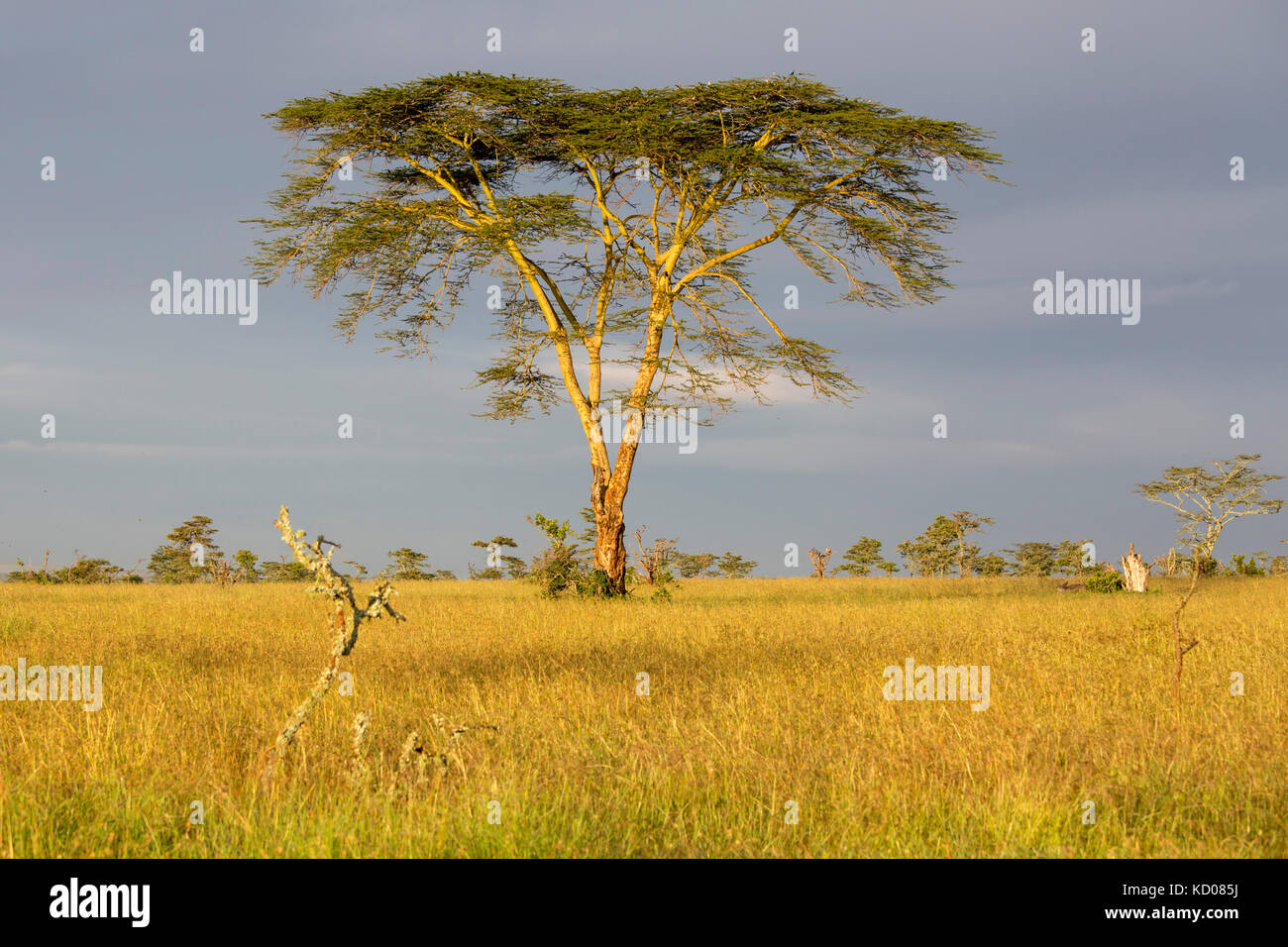 Whistling Thorn Acacia, Acacia drepanolobium (Vachellia drepanolobium ...