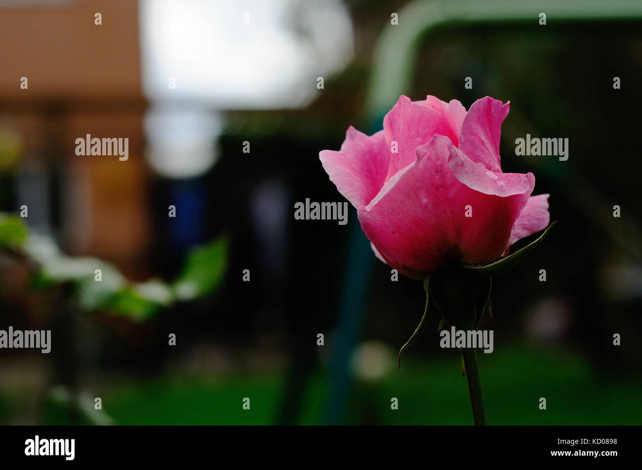 Pink rosebud in Autumn Stock Photo - Alamy