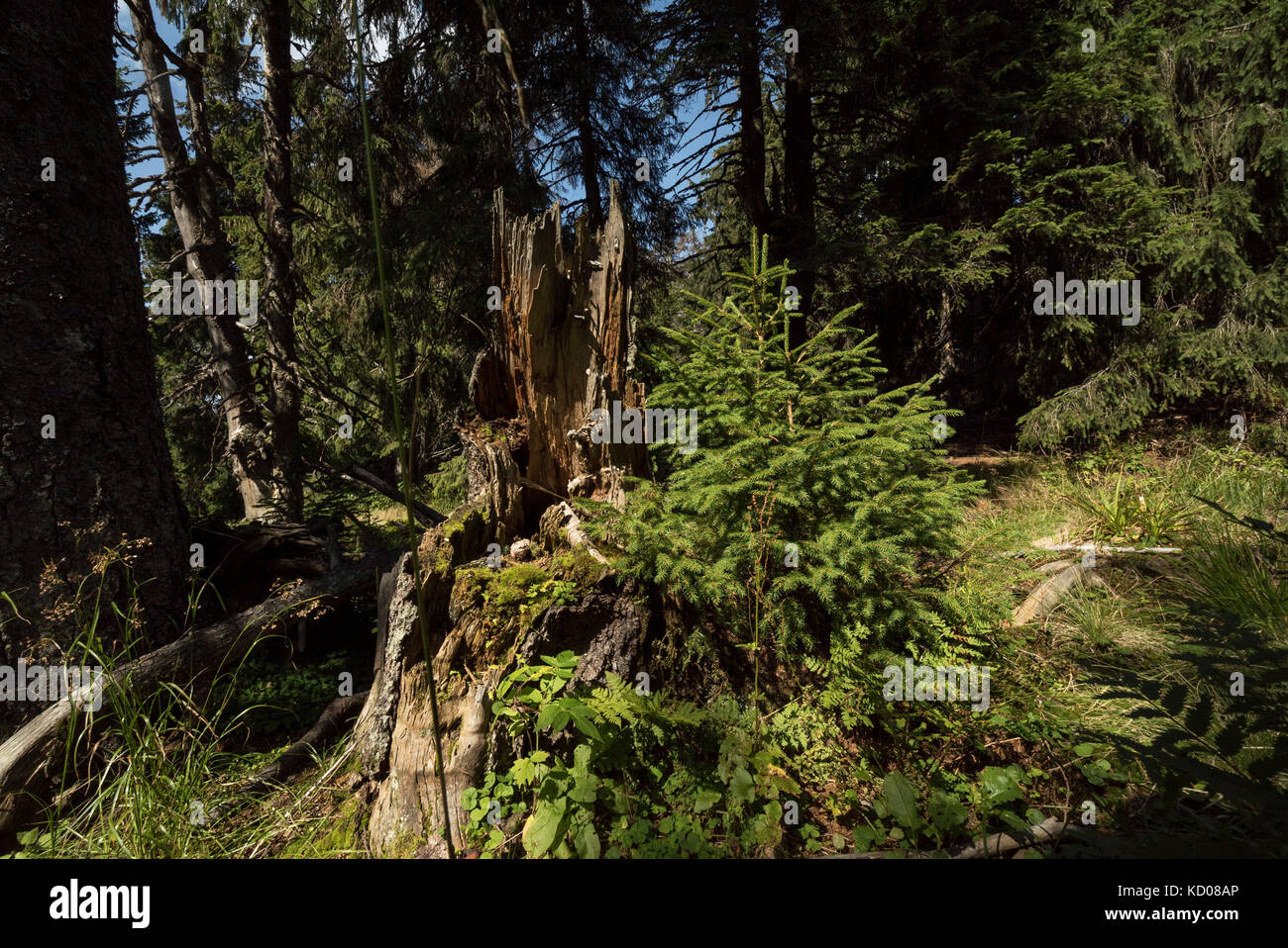 Romania, Lacauti and Gore Summits, August 19-20, 2017: Group of ...