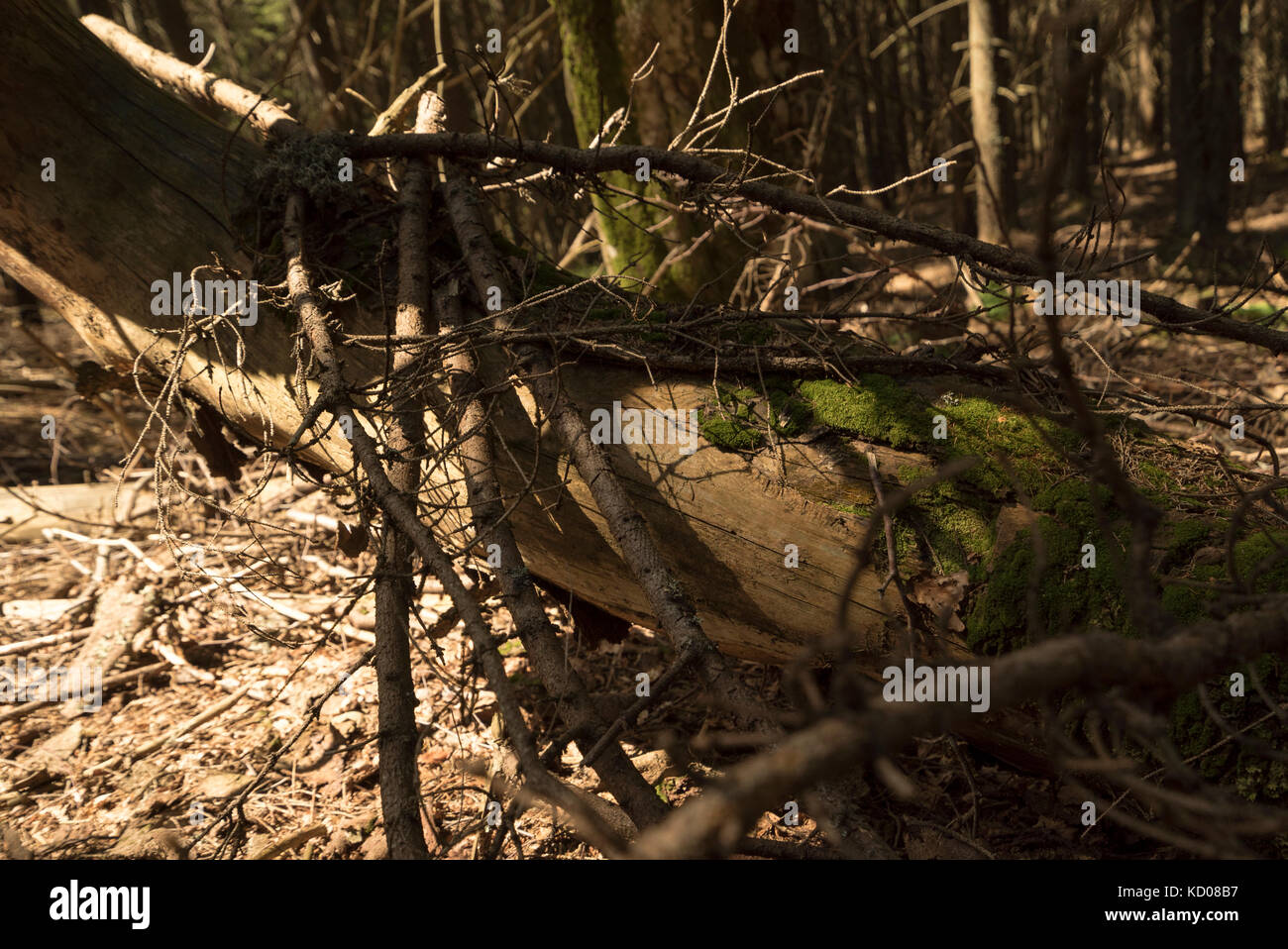 Romania, Lacauti and Goru Summits, August 19-20, 2017: Group of ...