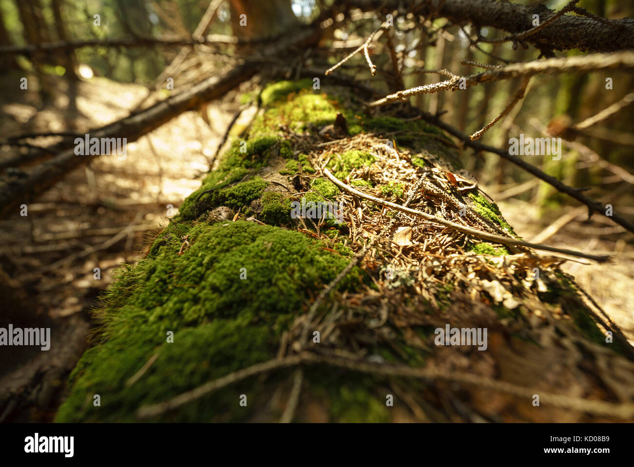Romania, Lacauti and Goru Summits, August 19-20, 2017: Group of ...