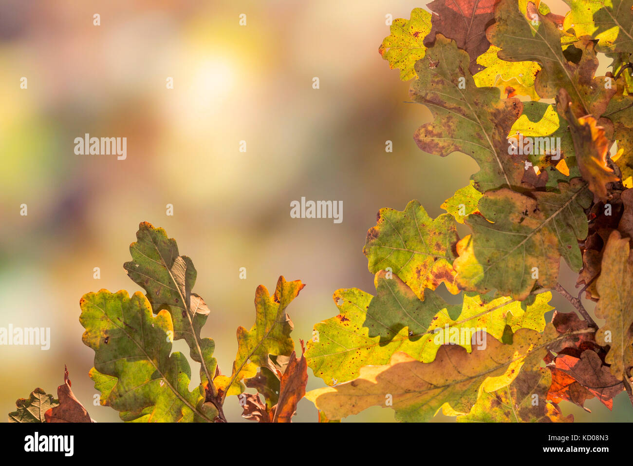Oak leaves in autumn color Stock Photo - Alamy