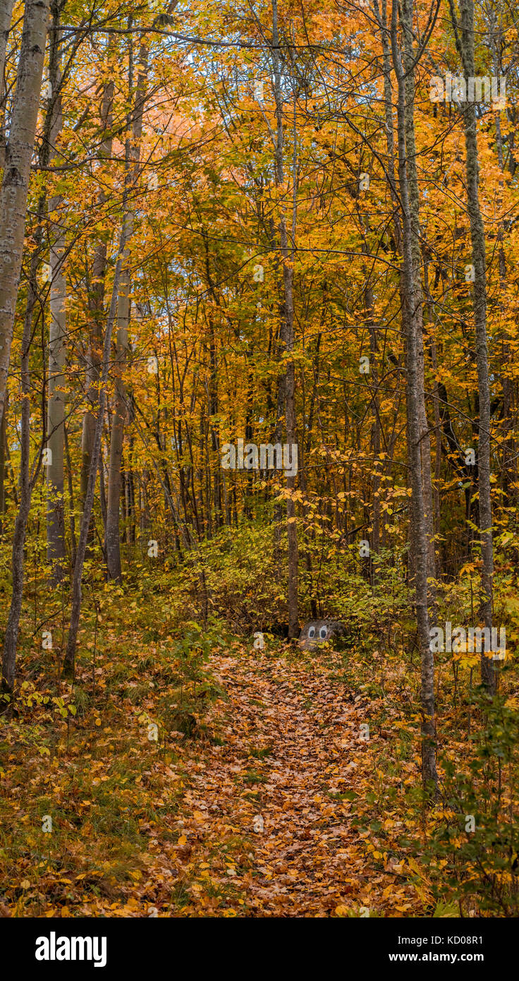 Painted eyes on a rock by the walking path Stock Photo - Alamy