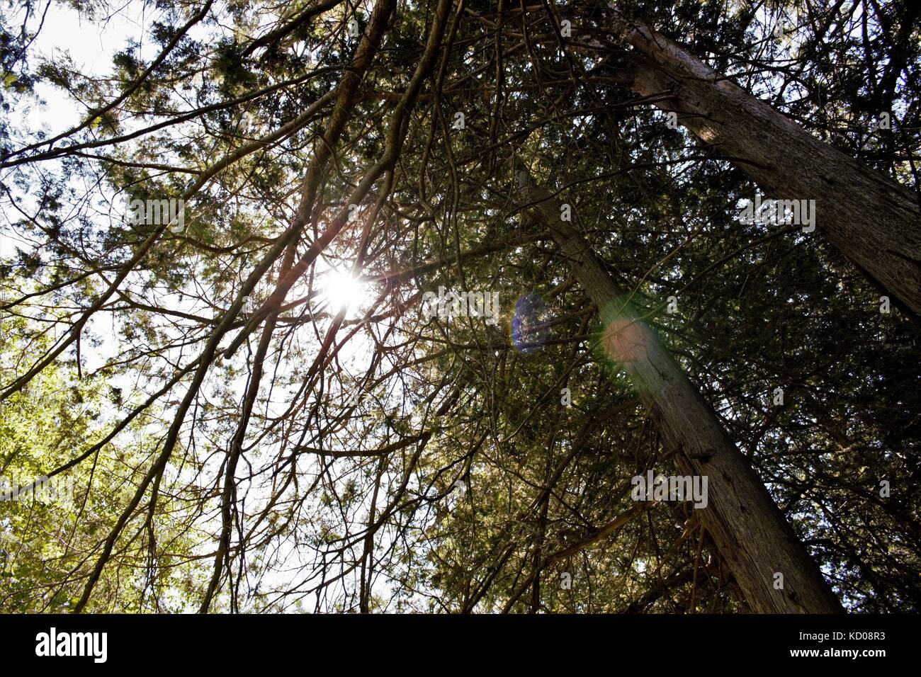 The shining sun peaking through the tree branches Stock Photo - Alamy