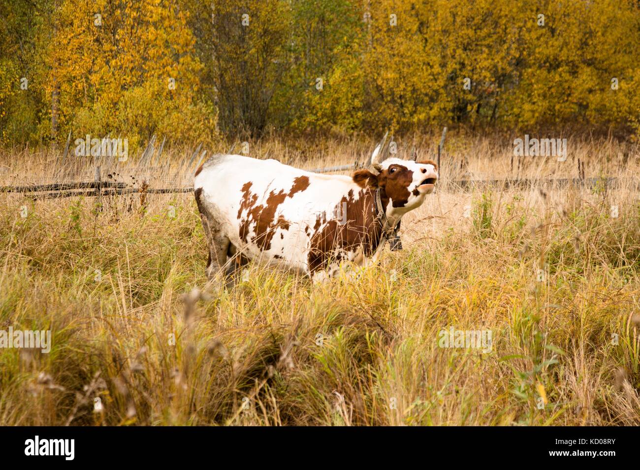 Cow Eats Grass High Resolution Stock Photography and Images - Alamy