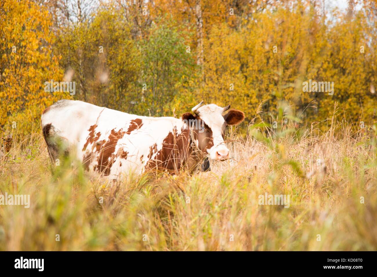 Adult cow hi-res stock photography and images - Alamy