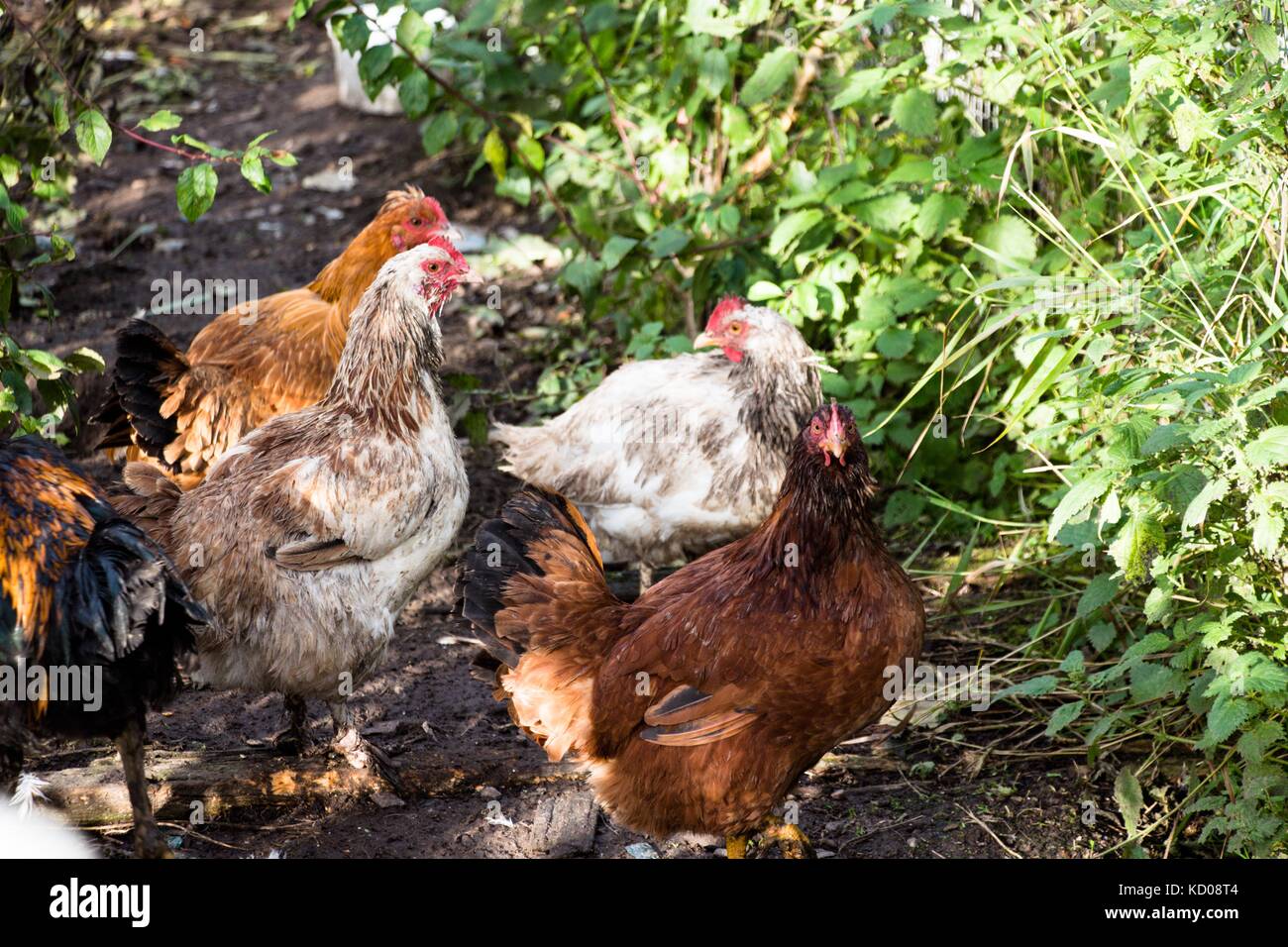 A few house hens on a farm in a village in an animal enclosure Stock ...