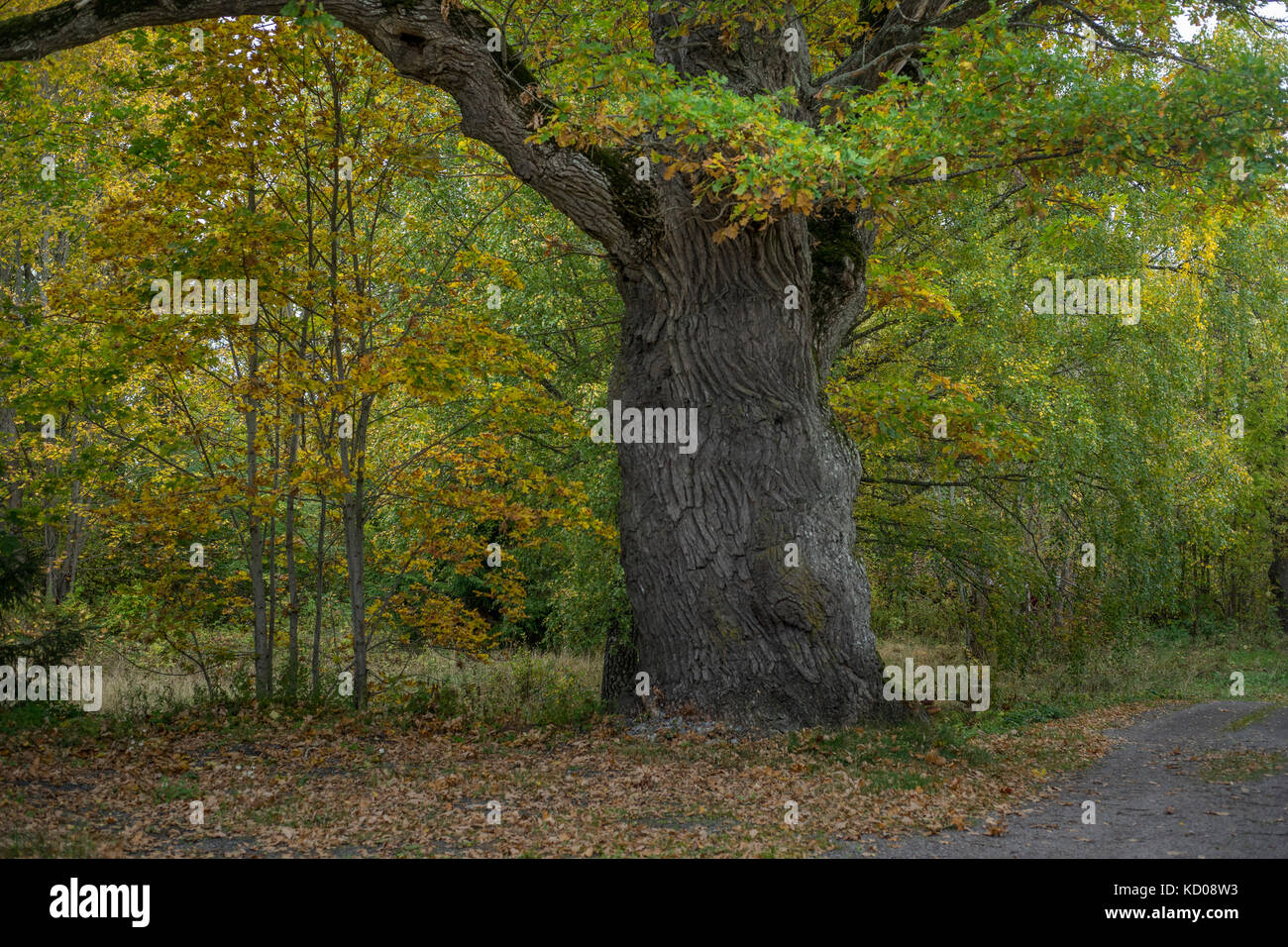 an old oak tree Stock Photo - Alamy