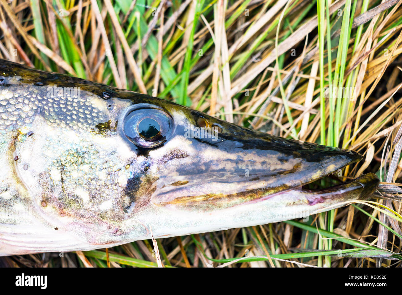 Head of the pike Stock Photo - Alamy