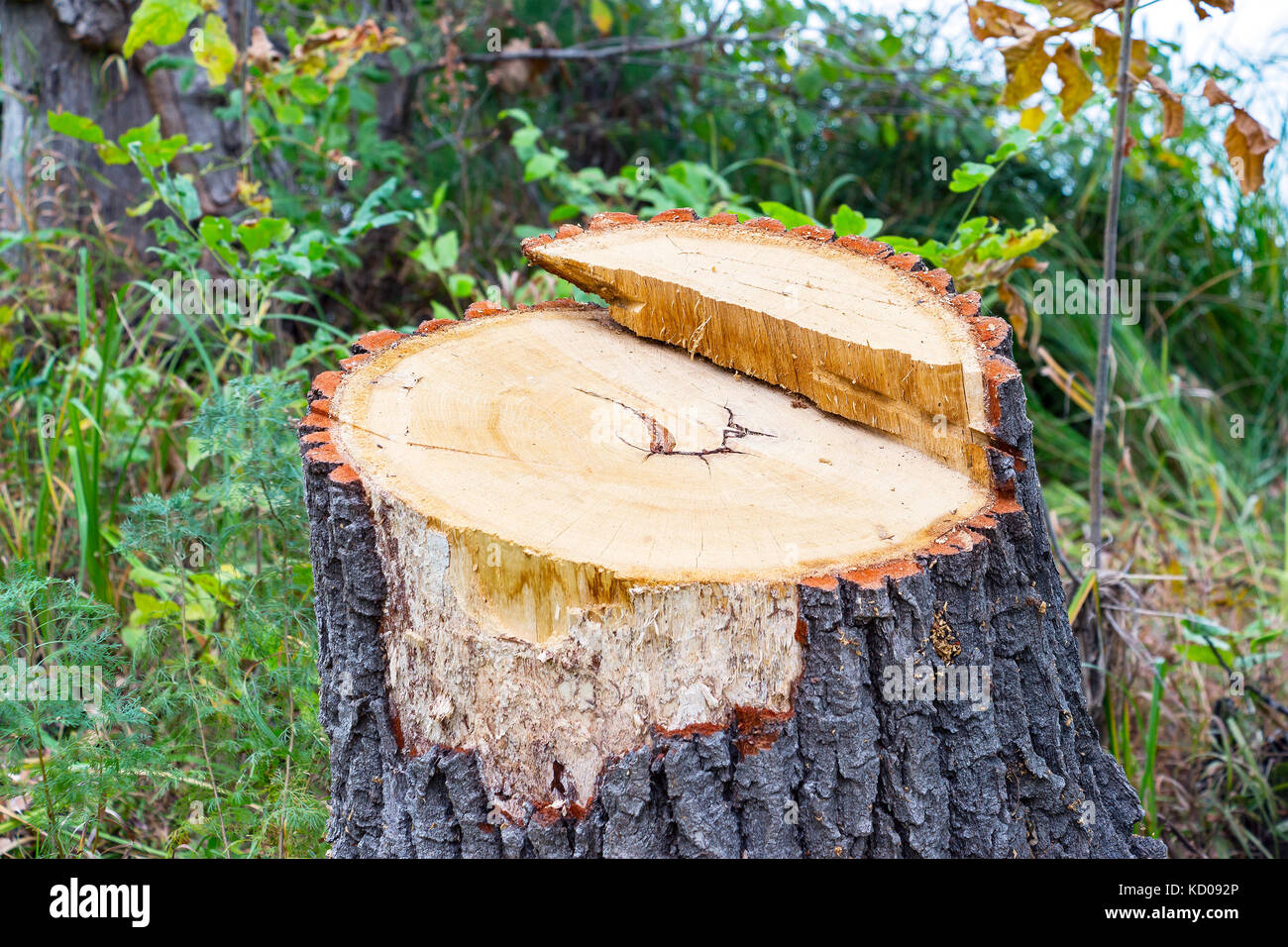 Stump in the forest Stock Photo - Alamy