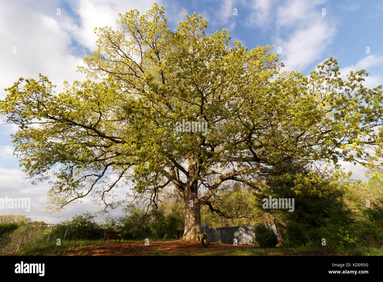 300 year old oak tree hi-res stock photography and images - Alamy