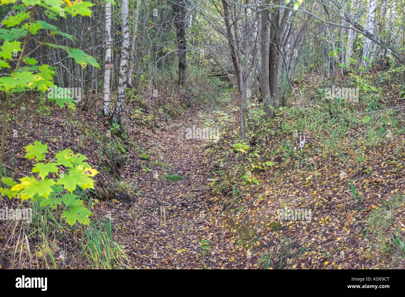 Forrest road hi-res stock photography and images - Alamy