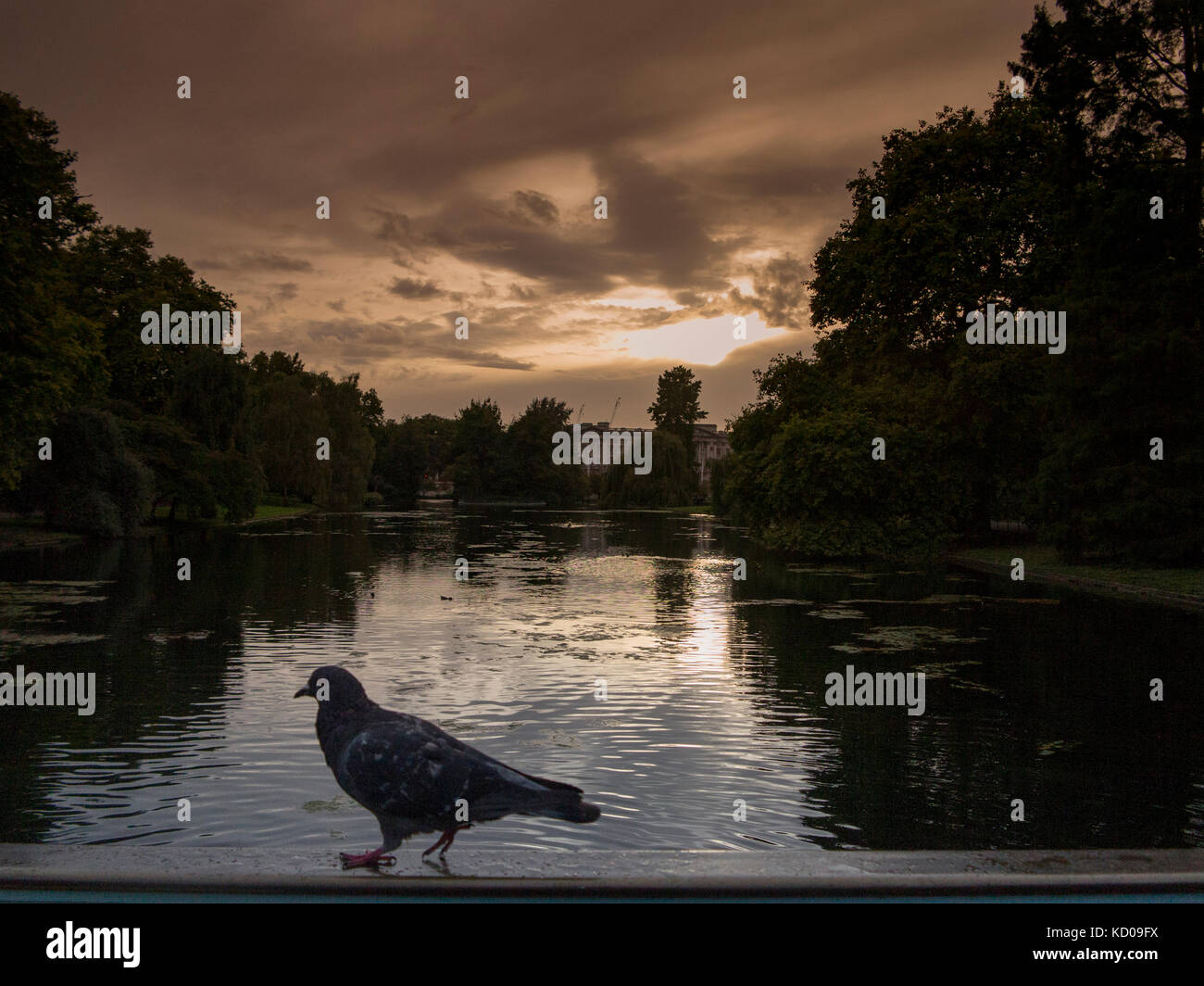 Buckingham palace gardens bird hi-res stock photography and images - Alamy