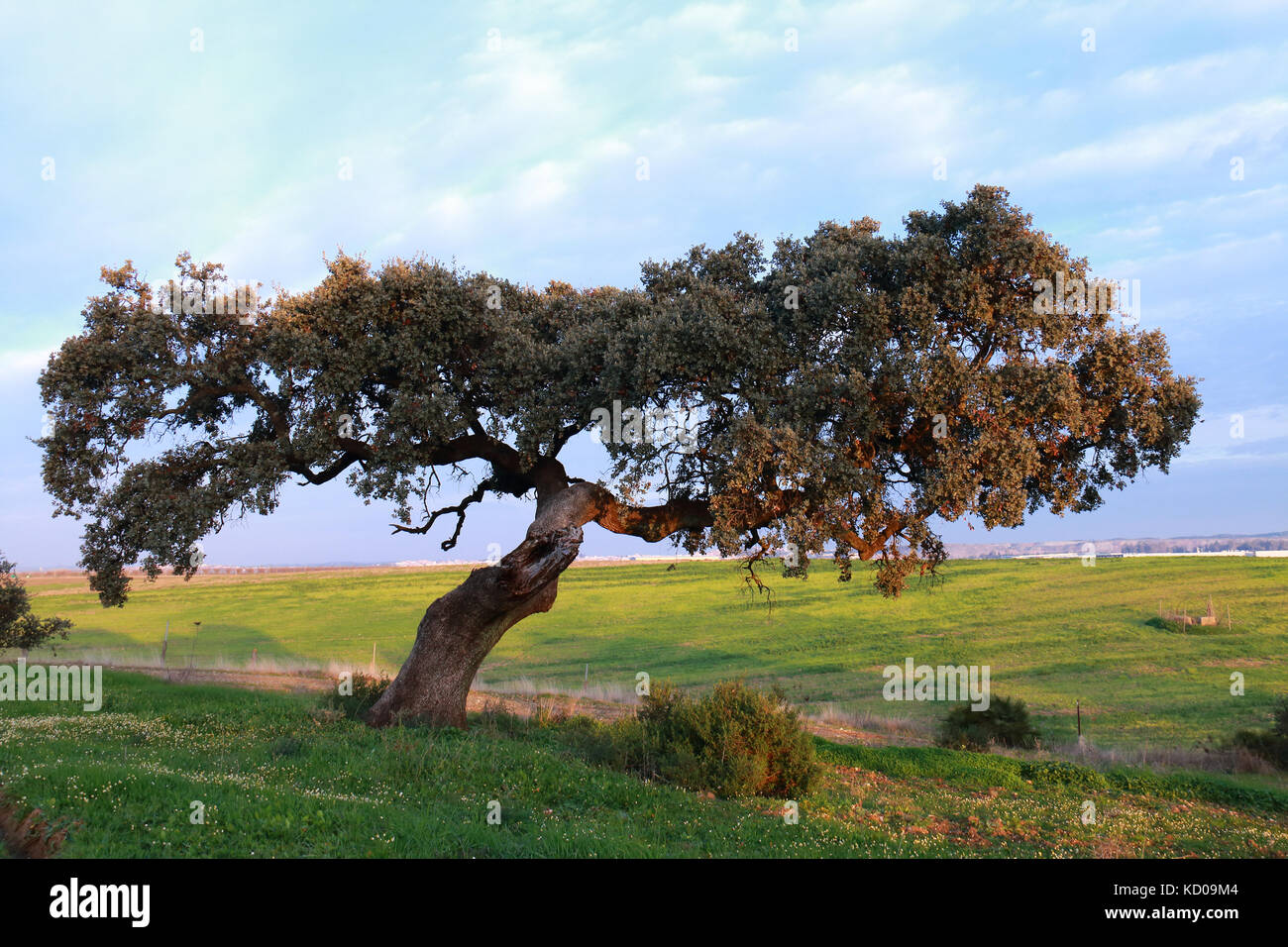 Landscape with tree Stock Photo - Alamy