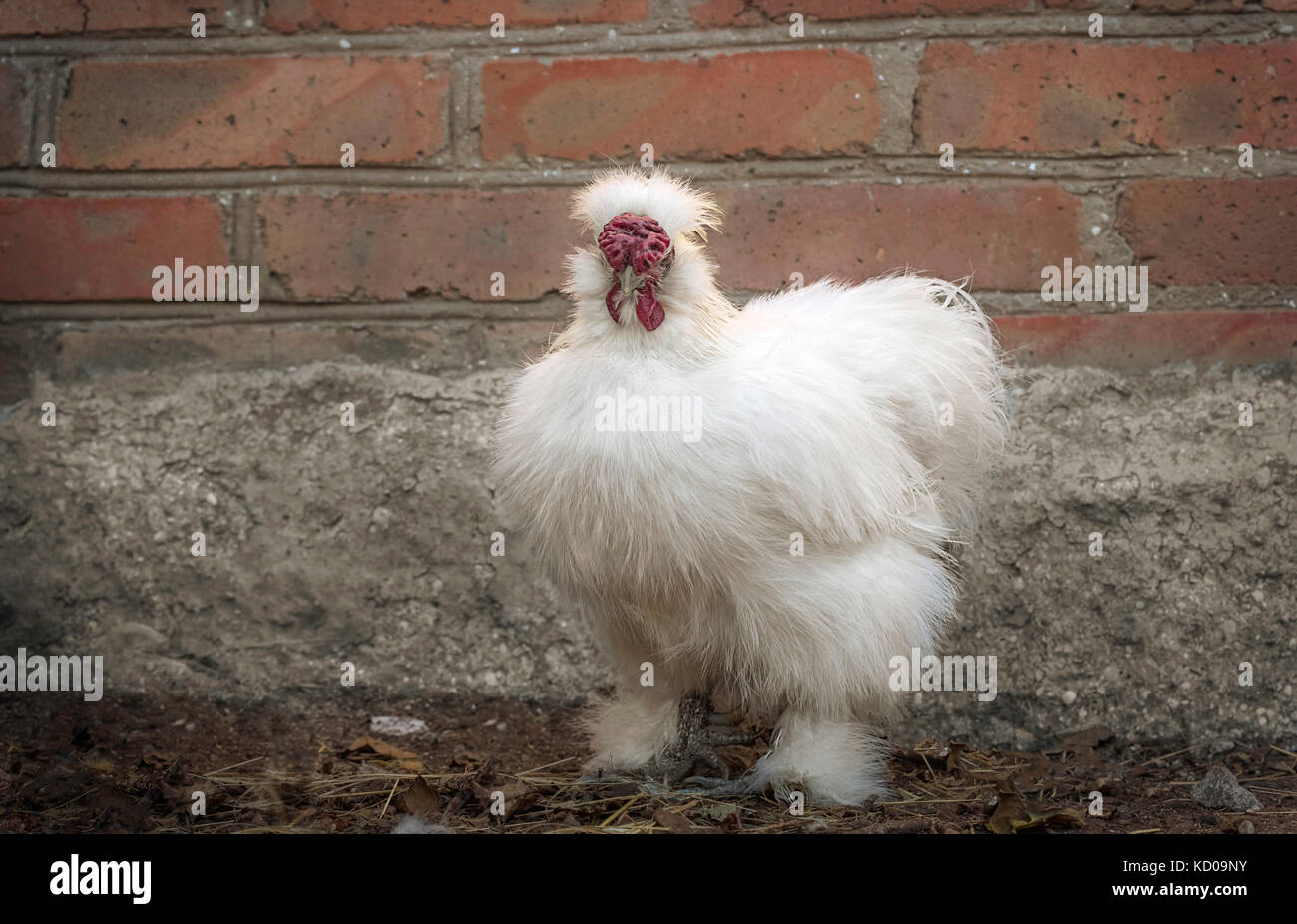 Serious white silkie rooster - growth portrait Stock Photo - Alamy