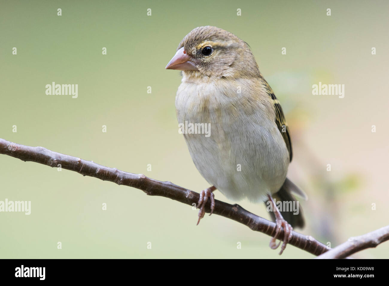 Red fody (Foudia madagascariensis) female, Praslin, Seychelles Stock ...