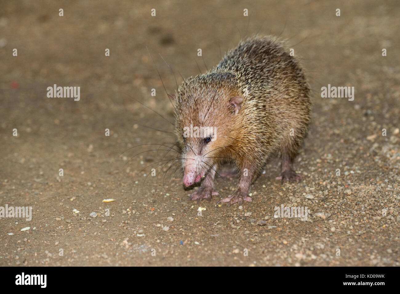Tanrek hi-res stock photography and images - Alamy