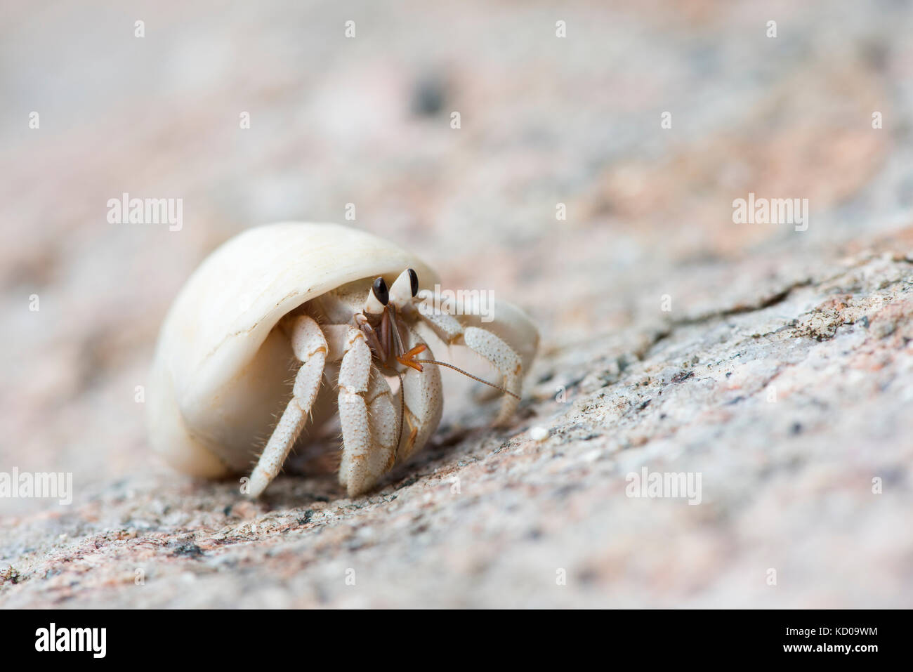 Hermit crab (Paguroidea), Praslin, Seychelles Stock Photo - Alamy
