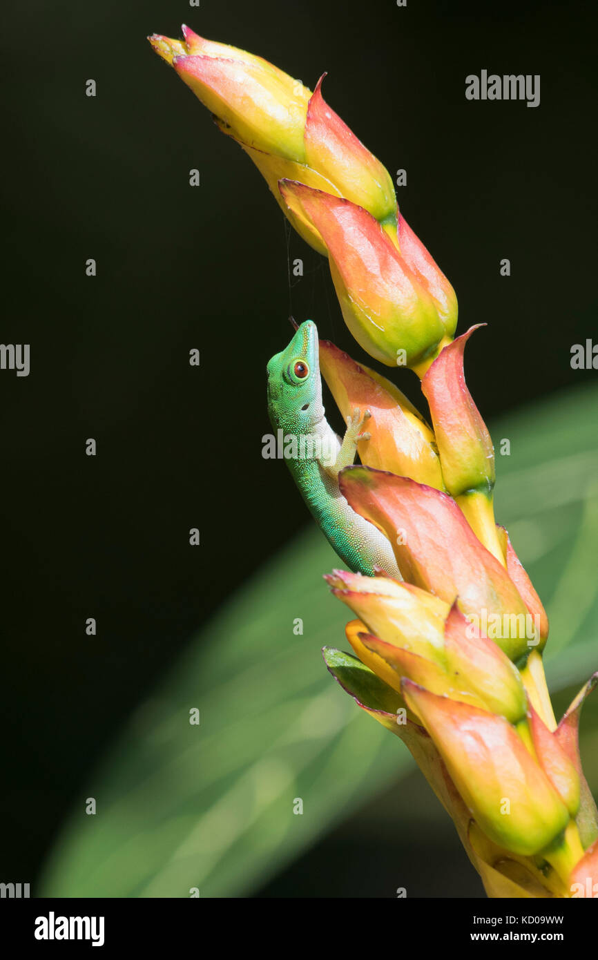 Seychelles Small Day Gecko Phelsuma Astriata High Resolution Stock ...