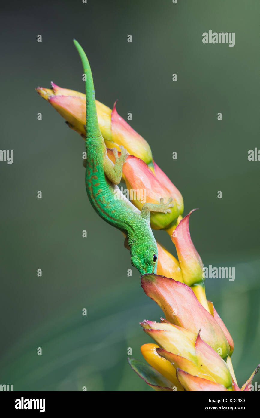 Seychelles Small Day Gecko Phelsuma Astriata High Resolution Stock ...