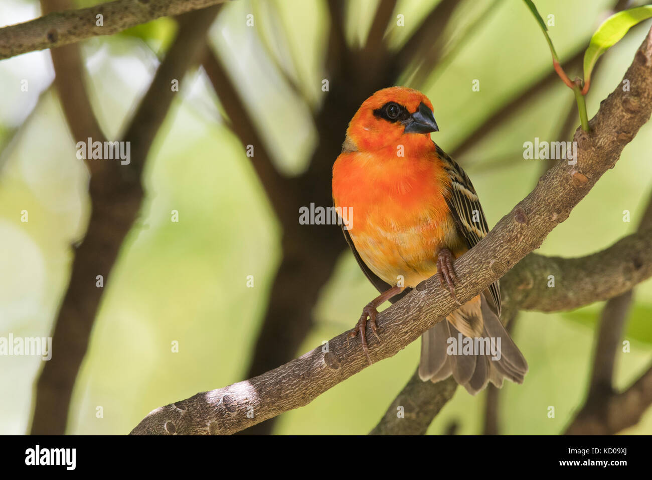 Red fody (Foudia madagascariensis), Praslin, Seychelles Stock Photo - Alamy