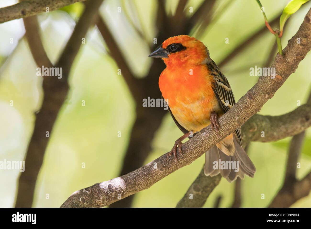 Red fody (Foudia madagascariensis), Praslin, Seychelles Stock Photo - Alamy