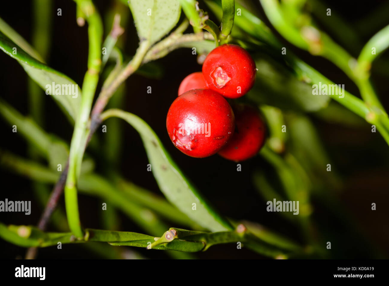 cranberries closeup in woods on bushes in the autumn Stock Photo - Alamy