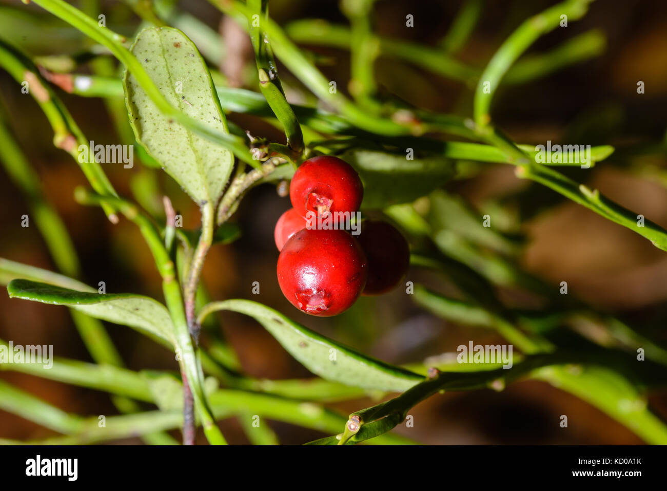 cranberries closeup in woods on bushes in the autumn Stock Photo - Alamy