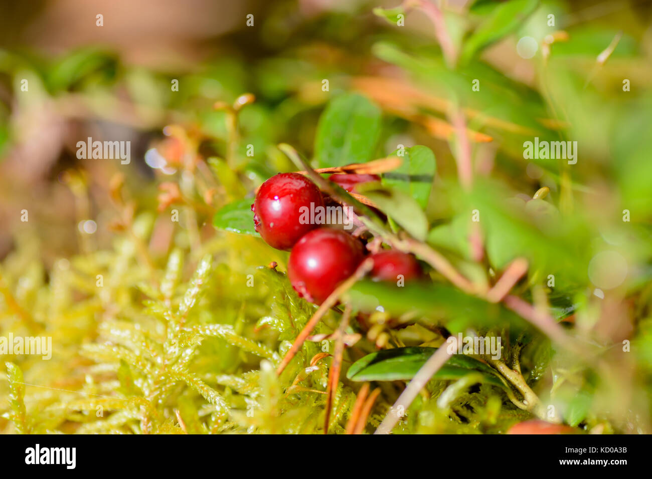 cranberries closeup in woods on bushes in the autumn Stock Photo - Alamy