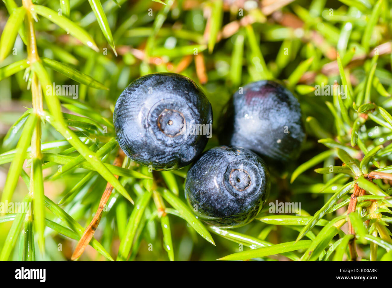 wild berries in the woods blueberries summer Stock Photo - Alamy