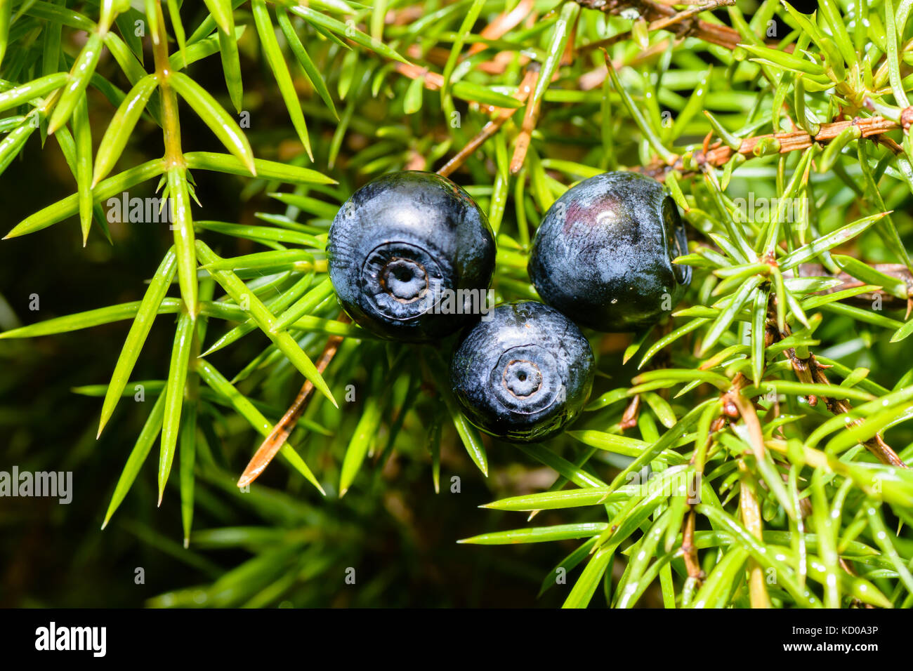 wild berries in the woods blueberries summer Stock Photo - Alamy