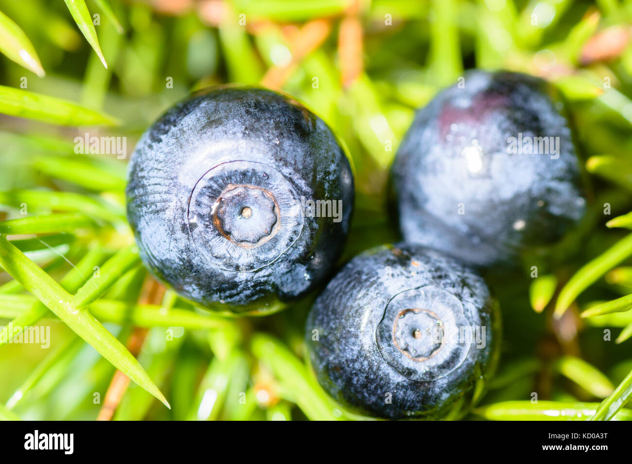wild berries in the woods blueberries summer Stock Photo - Alamy