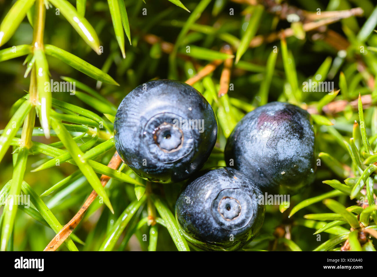 wild berries in the woods blueberries summer Stock Photo - Alamy