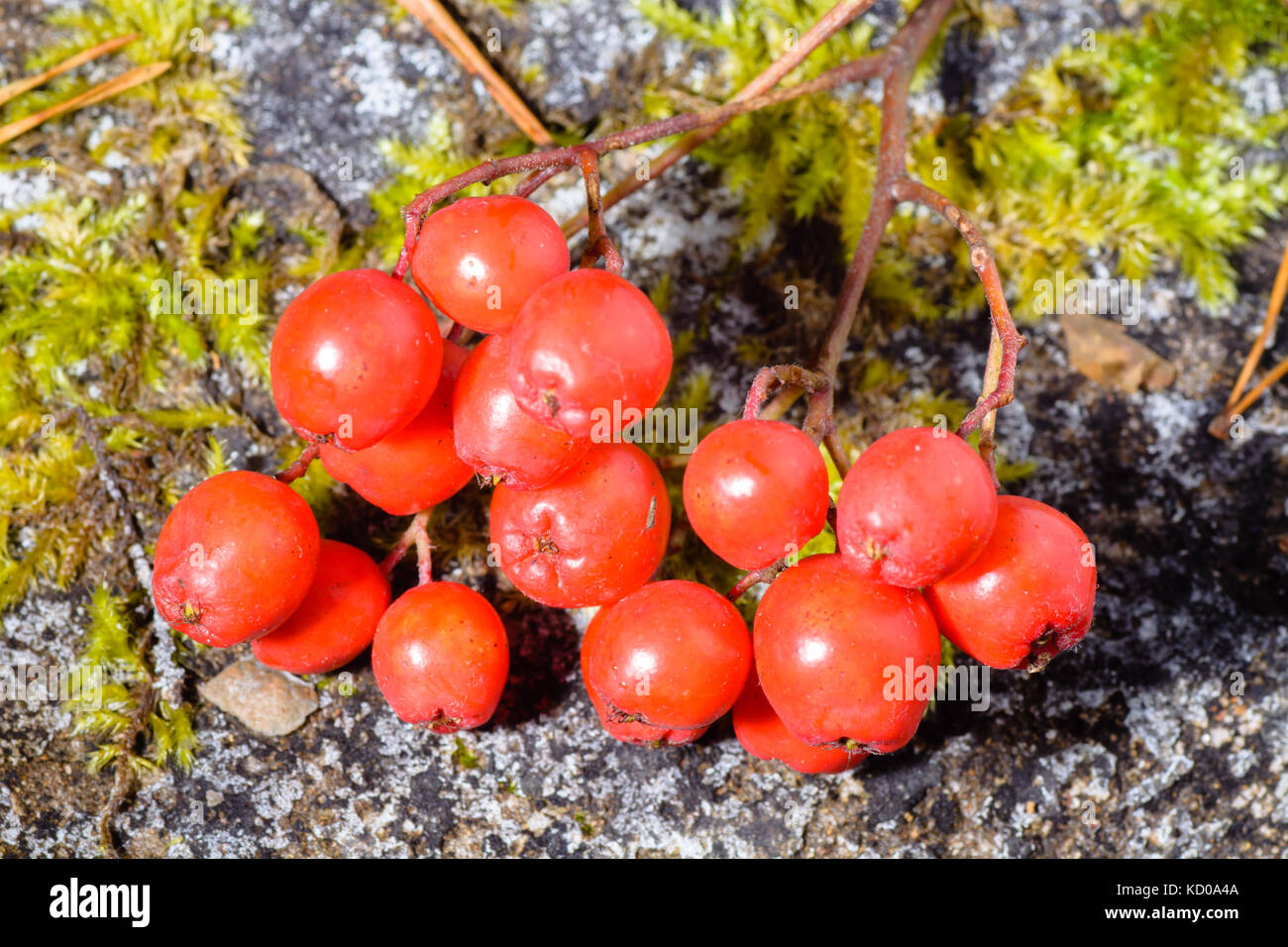 wild berries in the forest, the mountain ash tree Stock Photo - Alamy