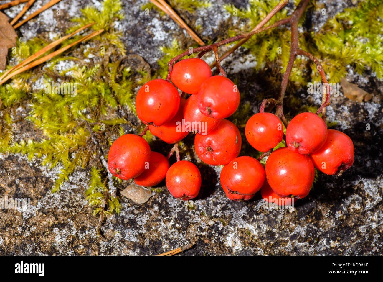 wild berries in the forest, the mountain ash tree Stock Photo - Alamy