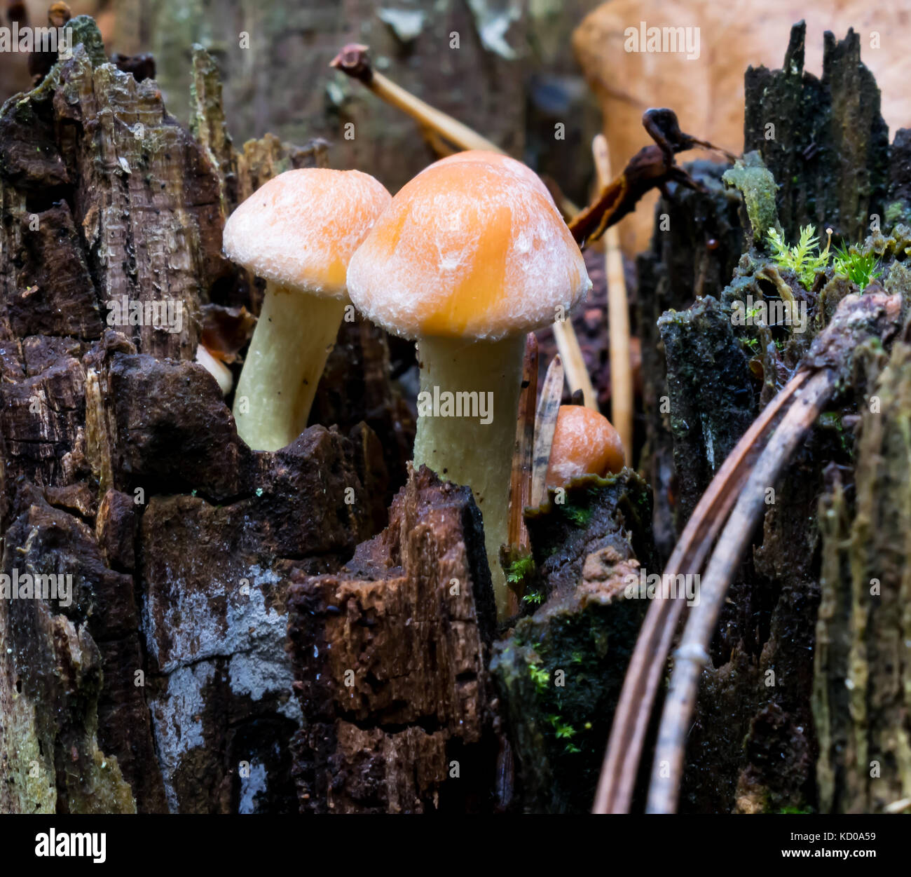 Mushroom identification hi-res stock photography and images - Alamy
