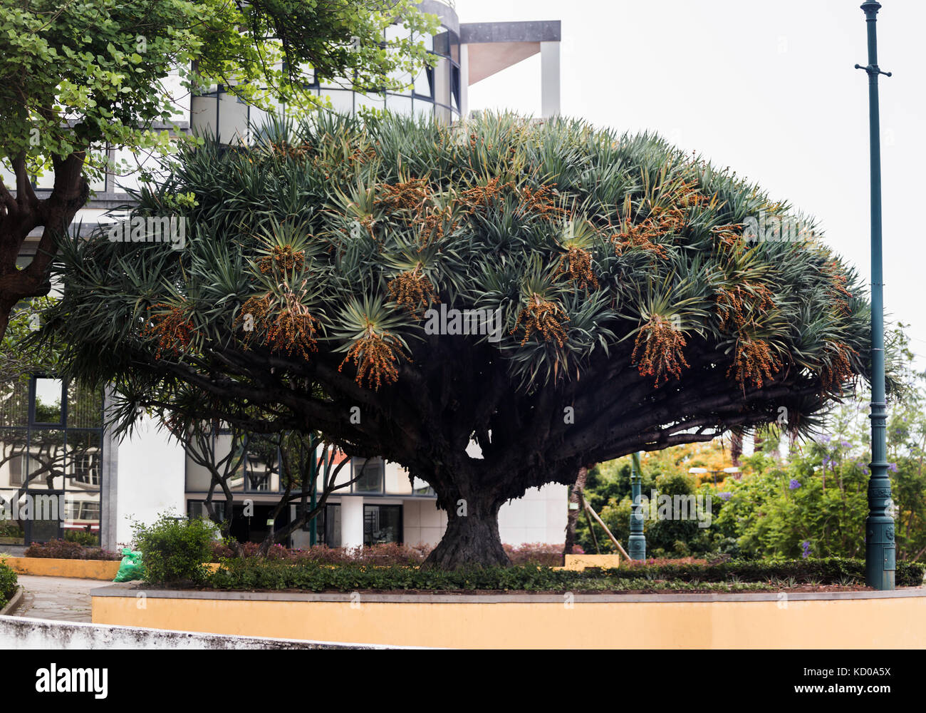View of a large Dracaena draco tree in Madeira island Stock Photo - Alamy