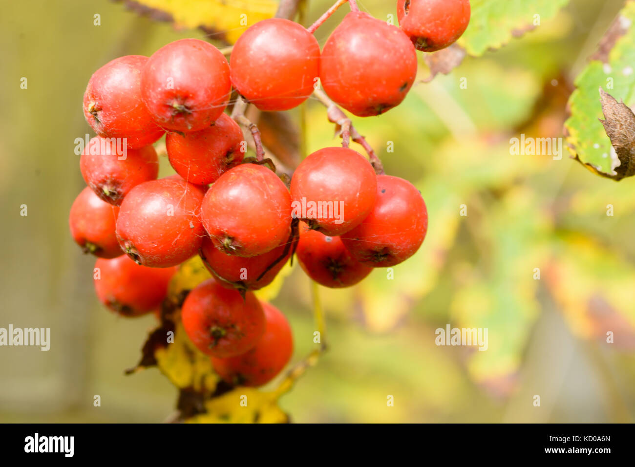 Rowan closeup on black background autumn green Stock Photo - Alamy