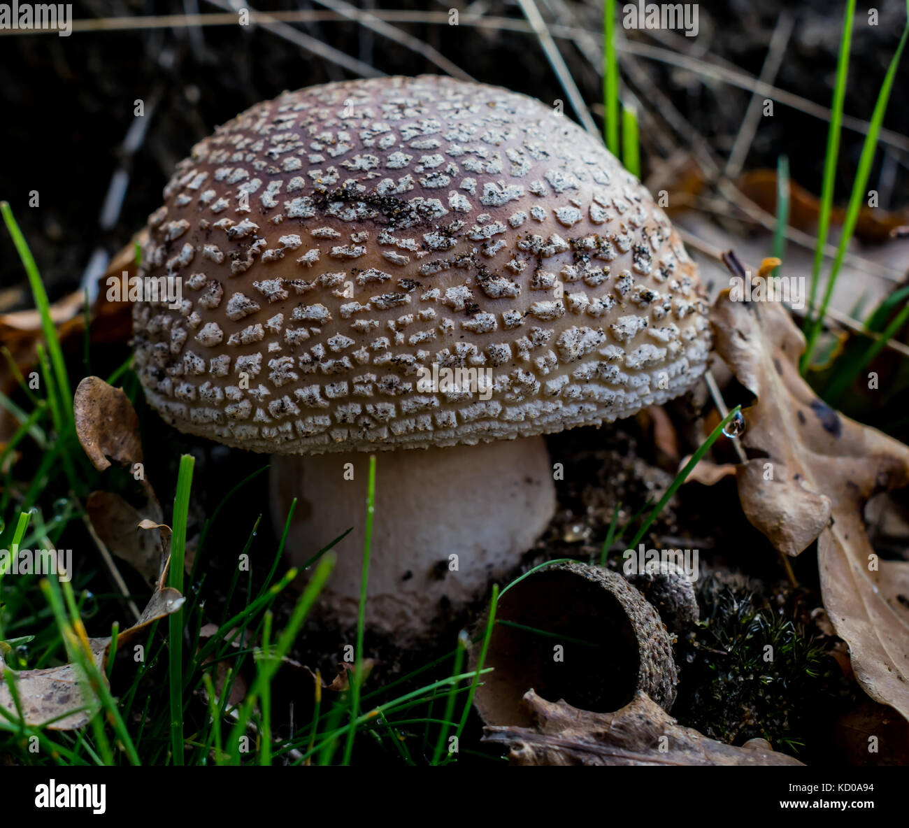 Mushroom identification hi-res stock photography and images - Alamy